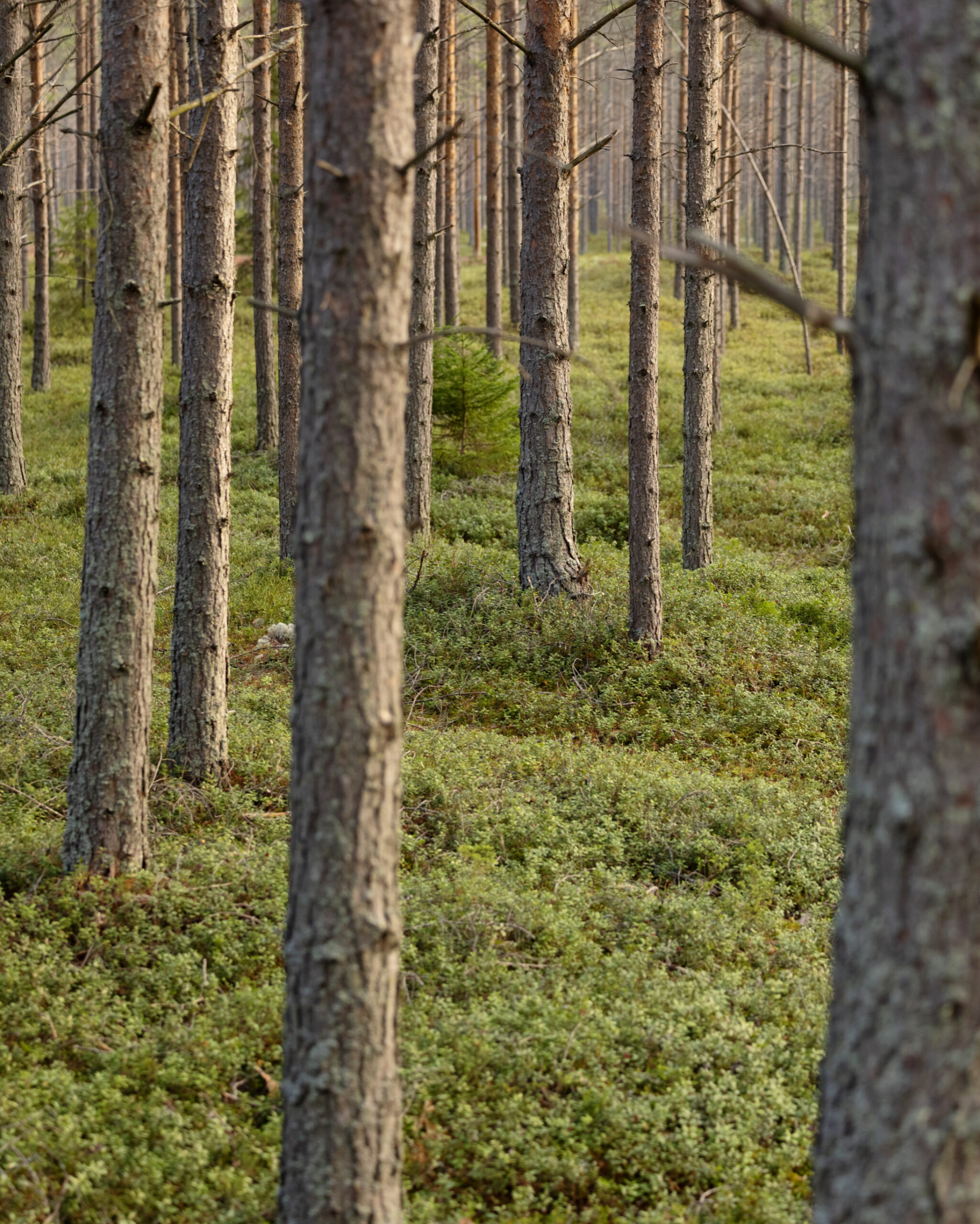 Luonto inspiraationa – uudet maanläheiset sävyt harmonisoivat ja ...